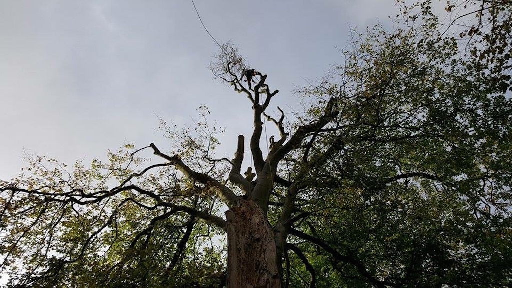 Veteran Beech Crown Reduction - Manx Roots